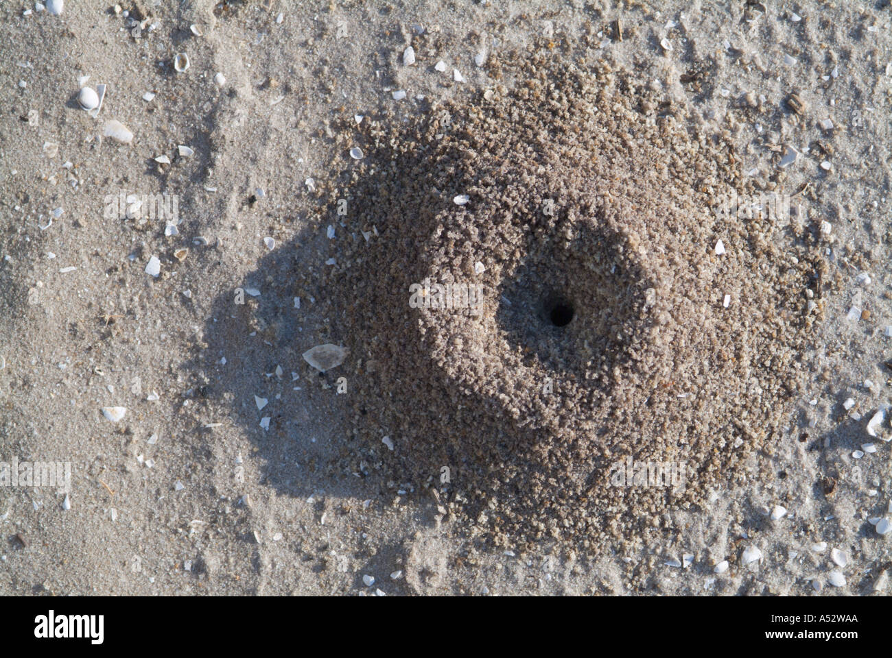 cone shaped ant hill insects bugs Stock Photo - Alamy