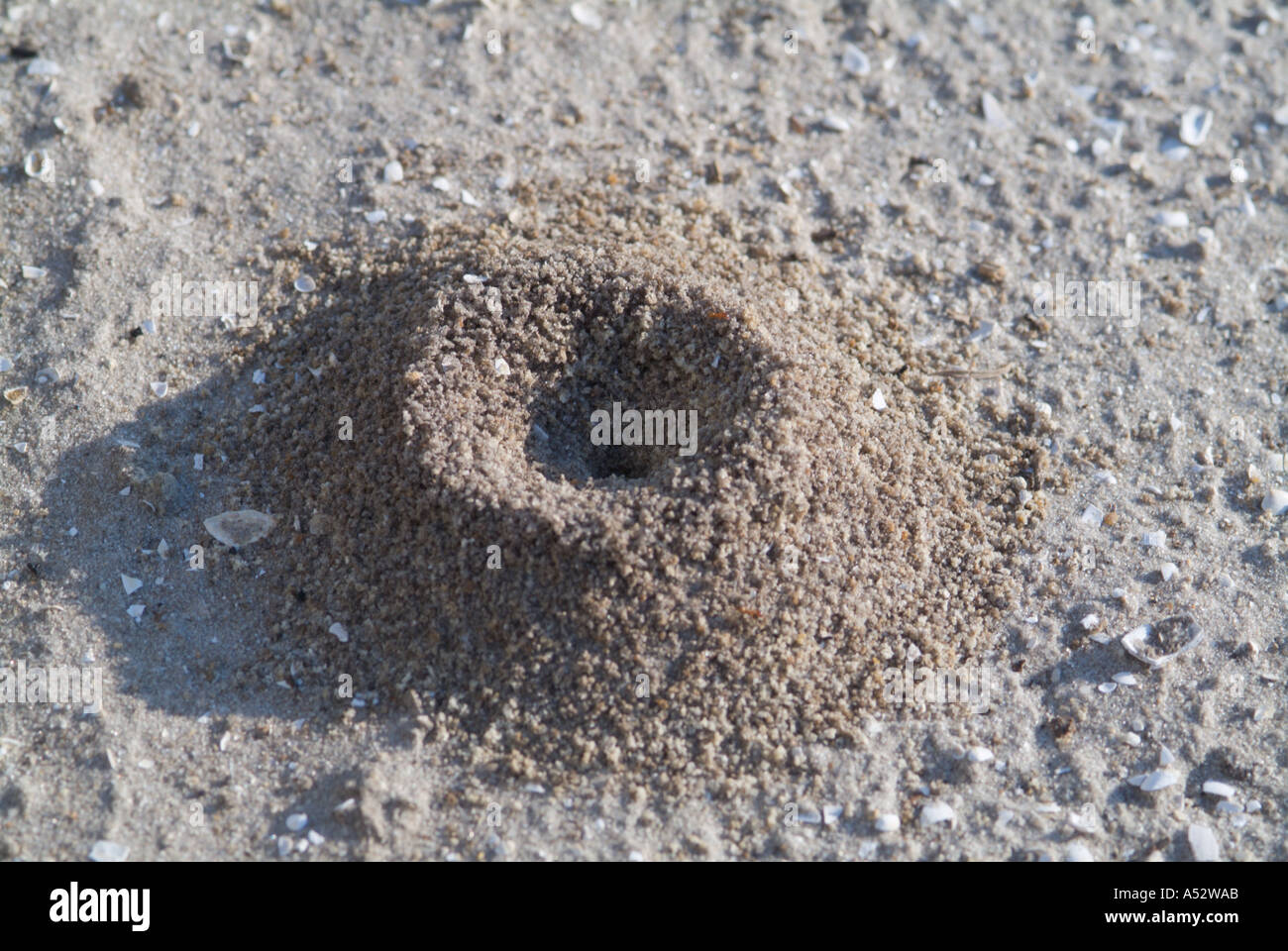 cone shaped ant hill insects bugs Stock Photo - Alamy