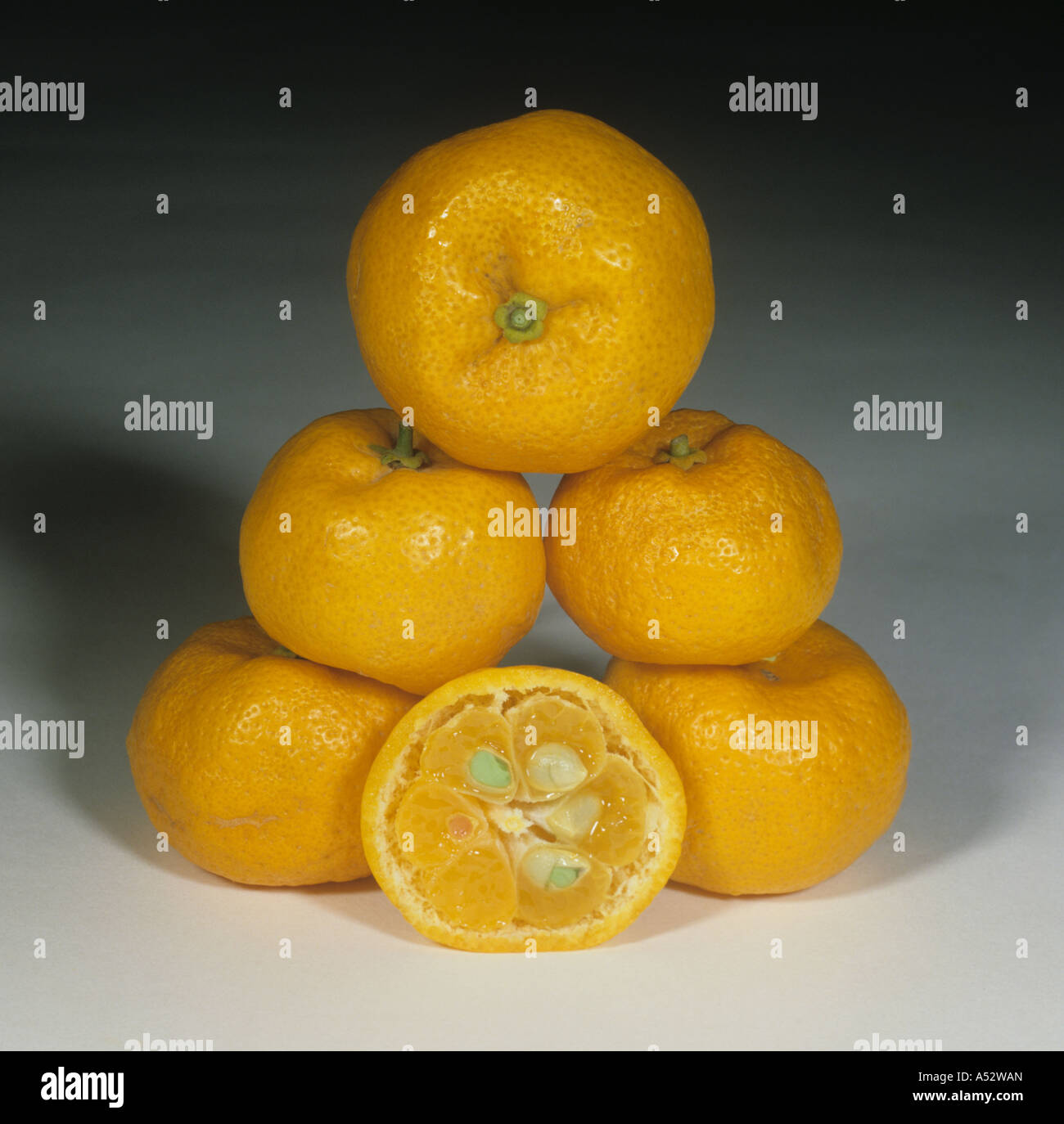 Whole sectioned fruit of citrus rootstock fruit Citrus reshni variety ...