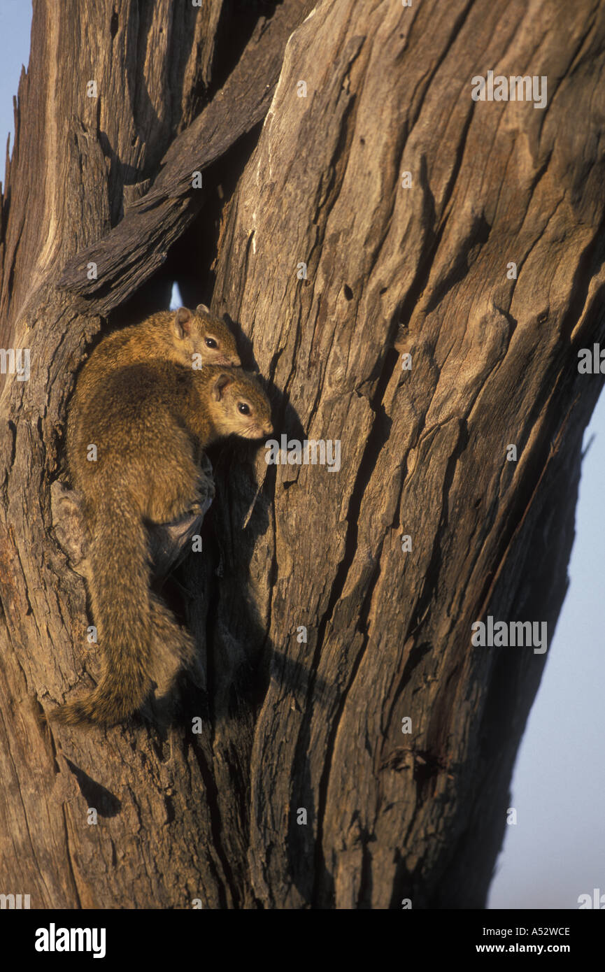 African tree squirrels hi-res stock photography and images - Alamy