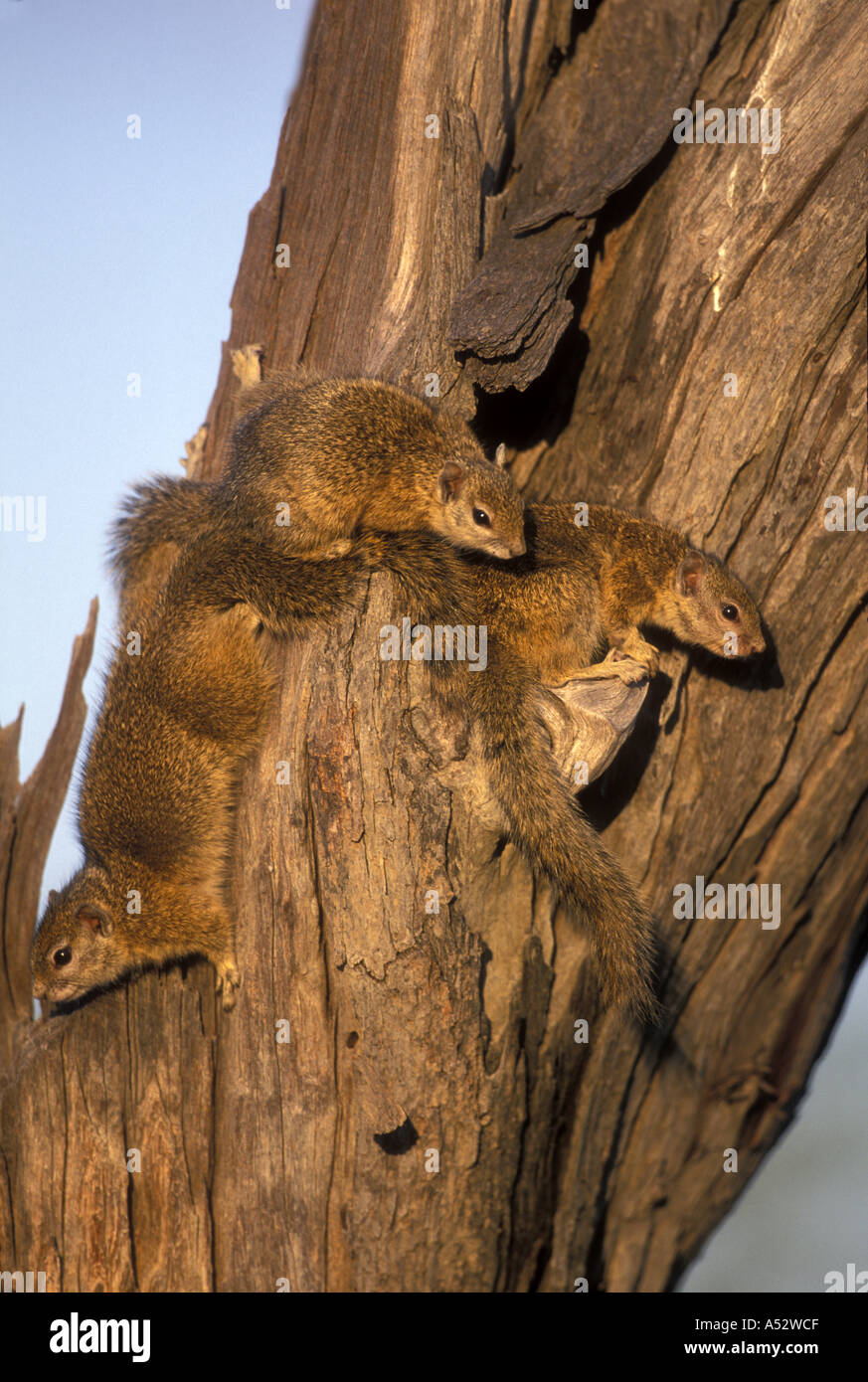 Group of squirrels in tree hi-res stock photography and images - Alamy