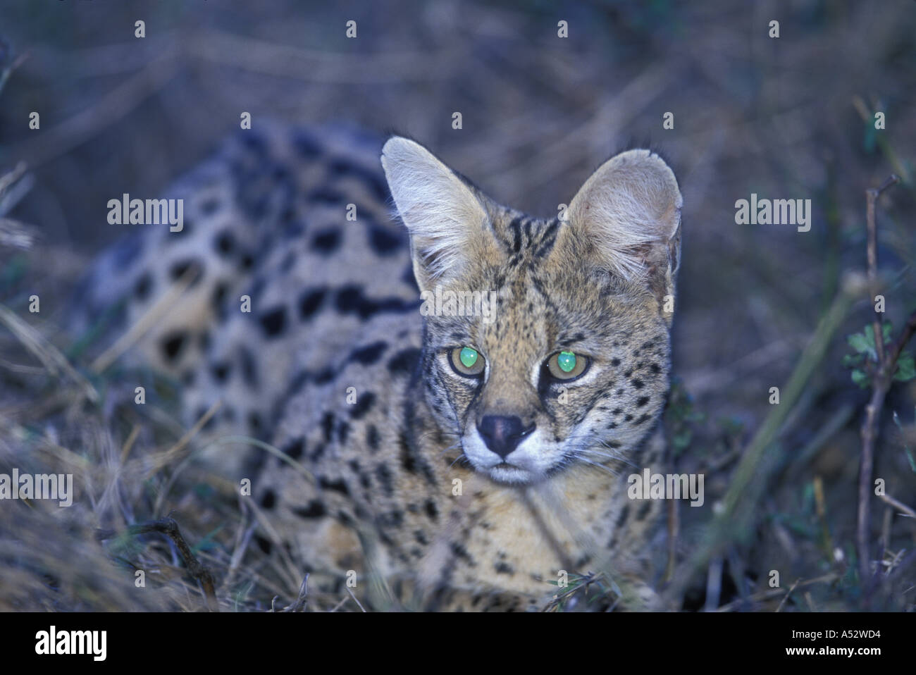 Adult serval lying in grass High Resolution Stock Photography and ...