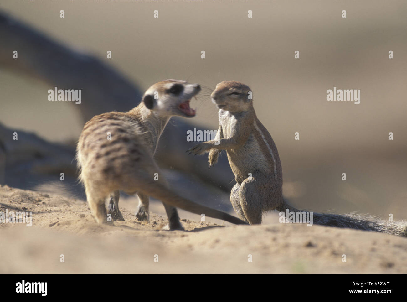 South Africa Kgalagadi Transfrontier Park Meerkat Suricate suricatta ...
