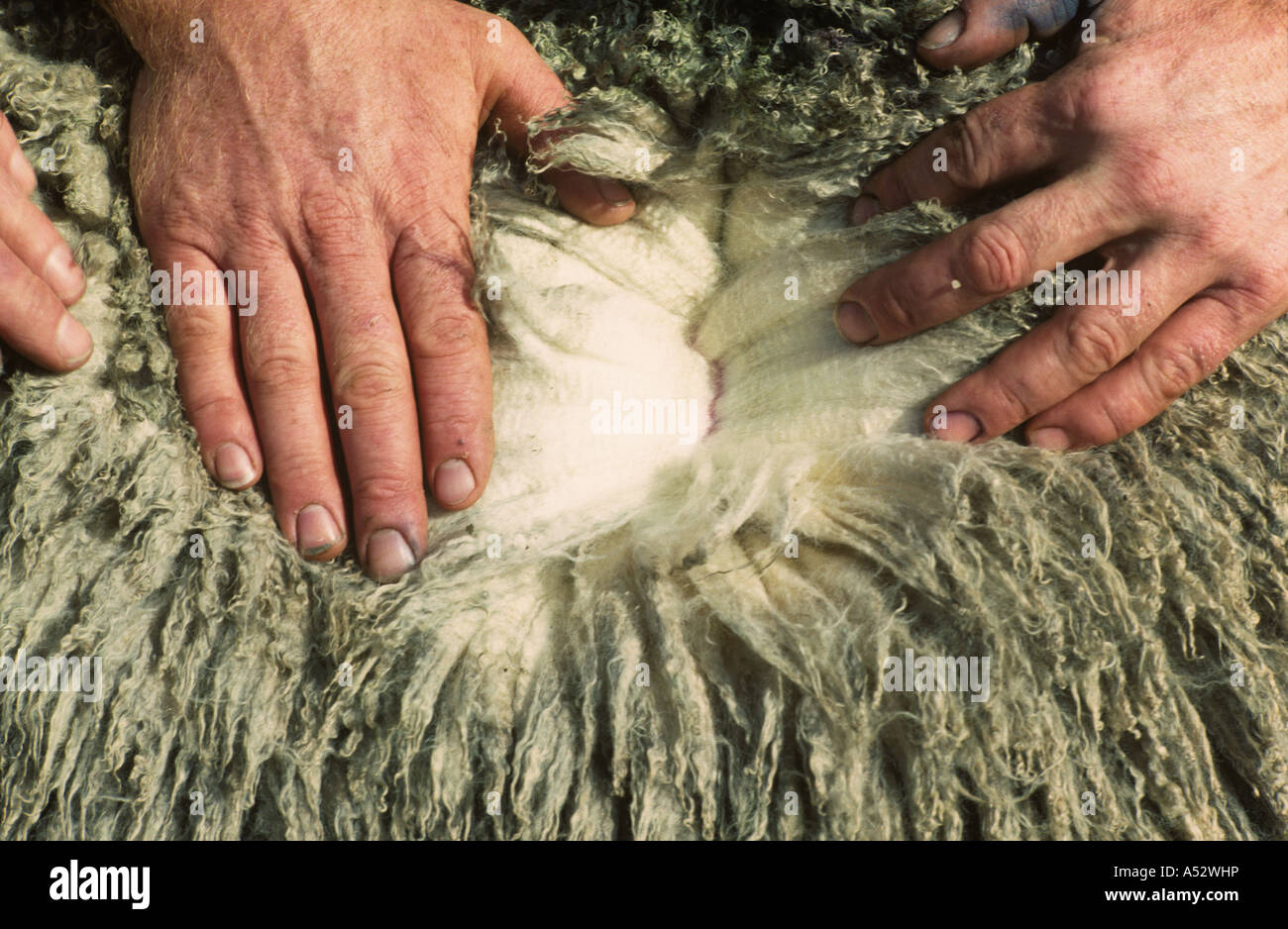 Hands sheep hi-res stock photography and images - Alamy