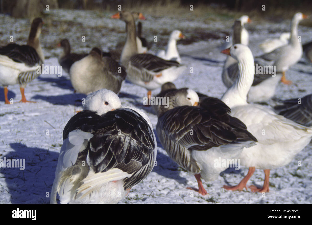 Gaggle of Greylag Geese (Anser Anser) huddle for warmth in Winter snow ...