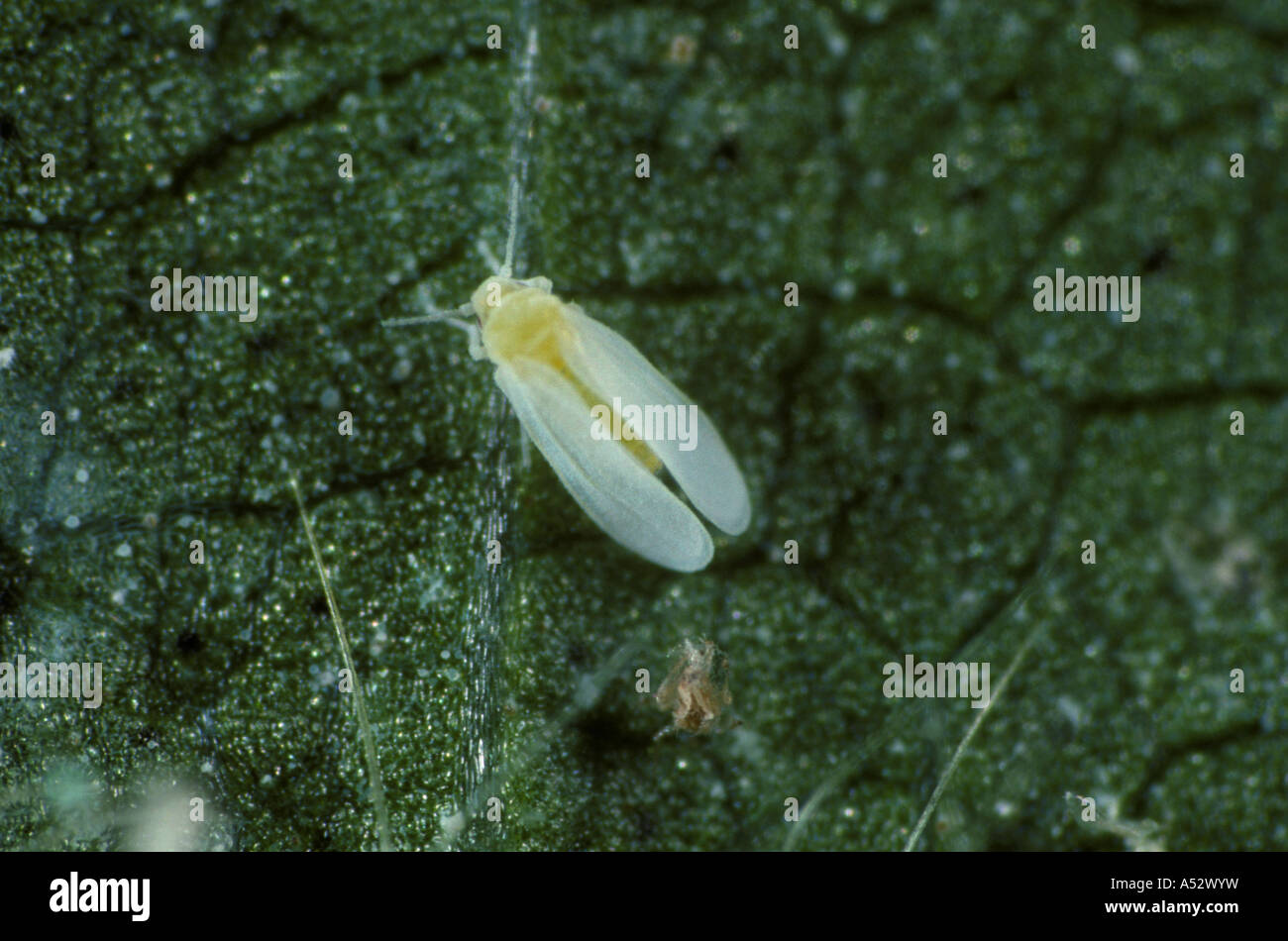 Cotton whitefly Bemisia tabaci adult on cotton leaf Stock Photo - Alamy