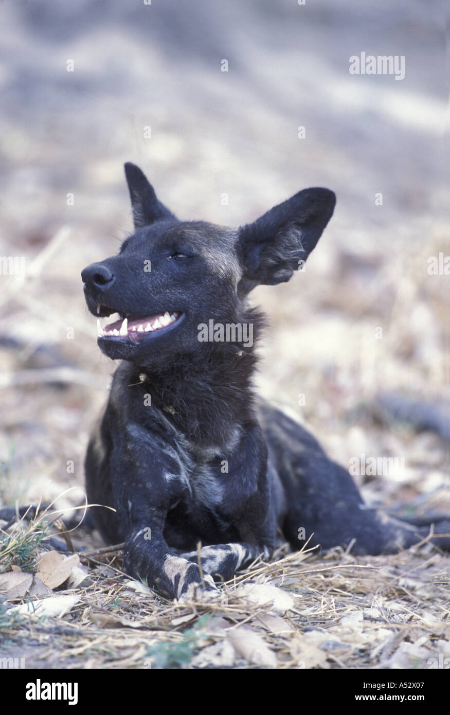 African Wild Dog Mix