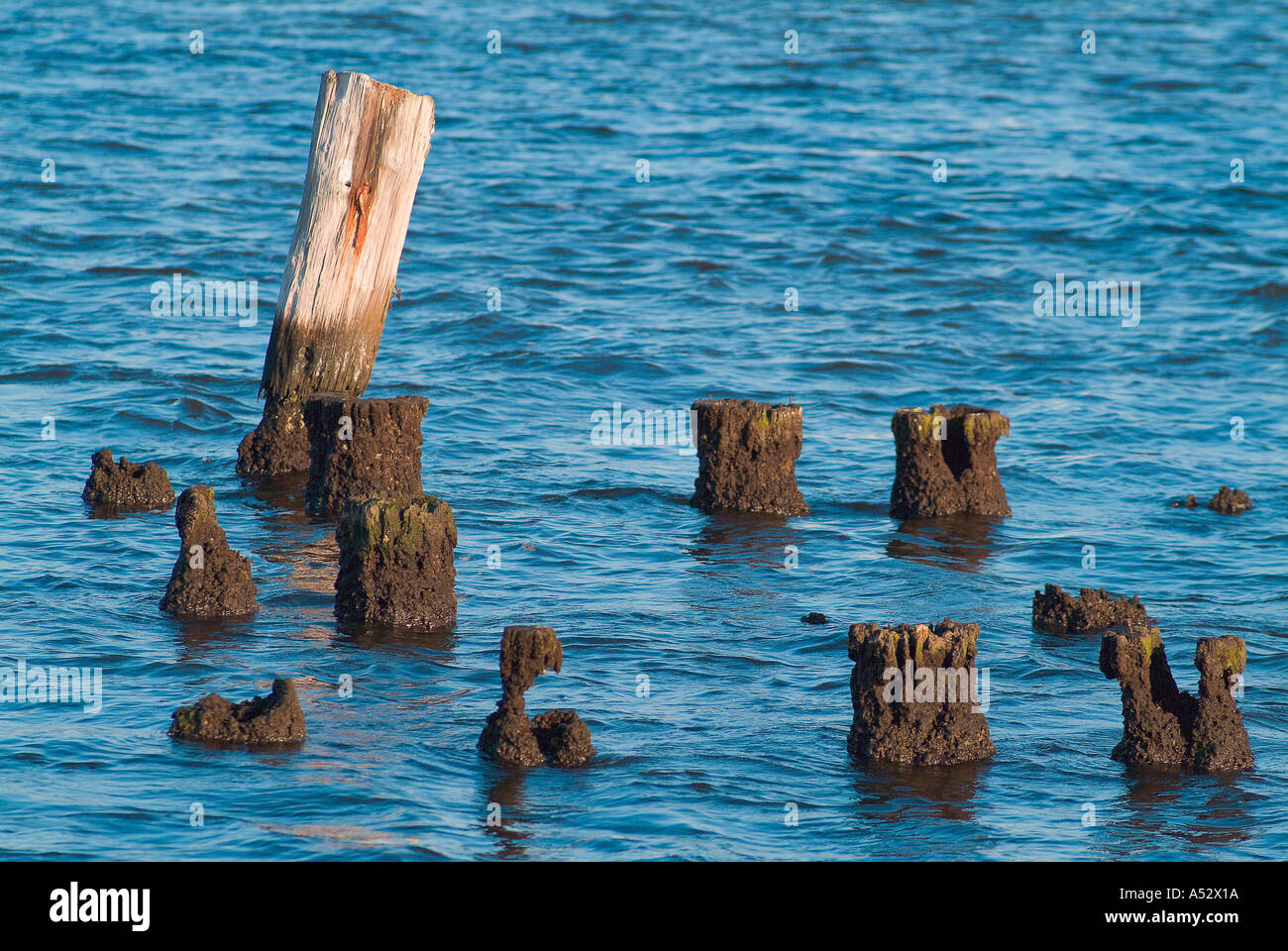 Wood Dock Posts