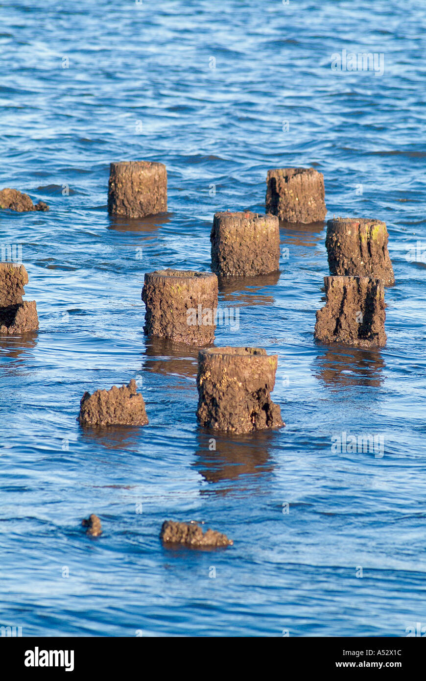 old pilings in water posts rotten backgrounds Stock Photo - Alamy