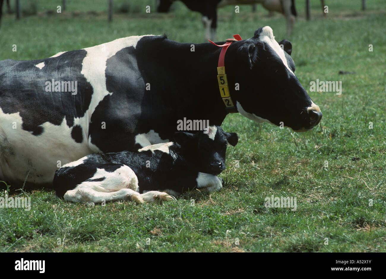 Holstein cow newborn calf hi-res stock photography and images - Alamy