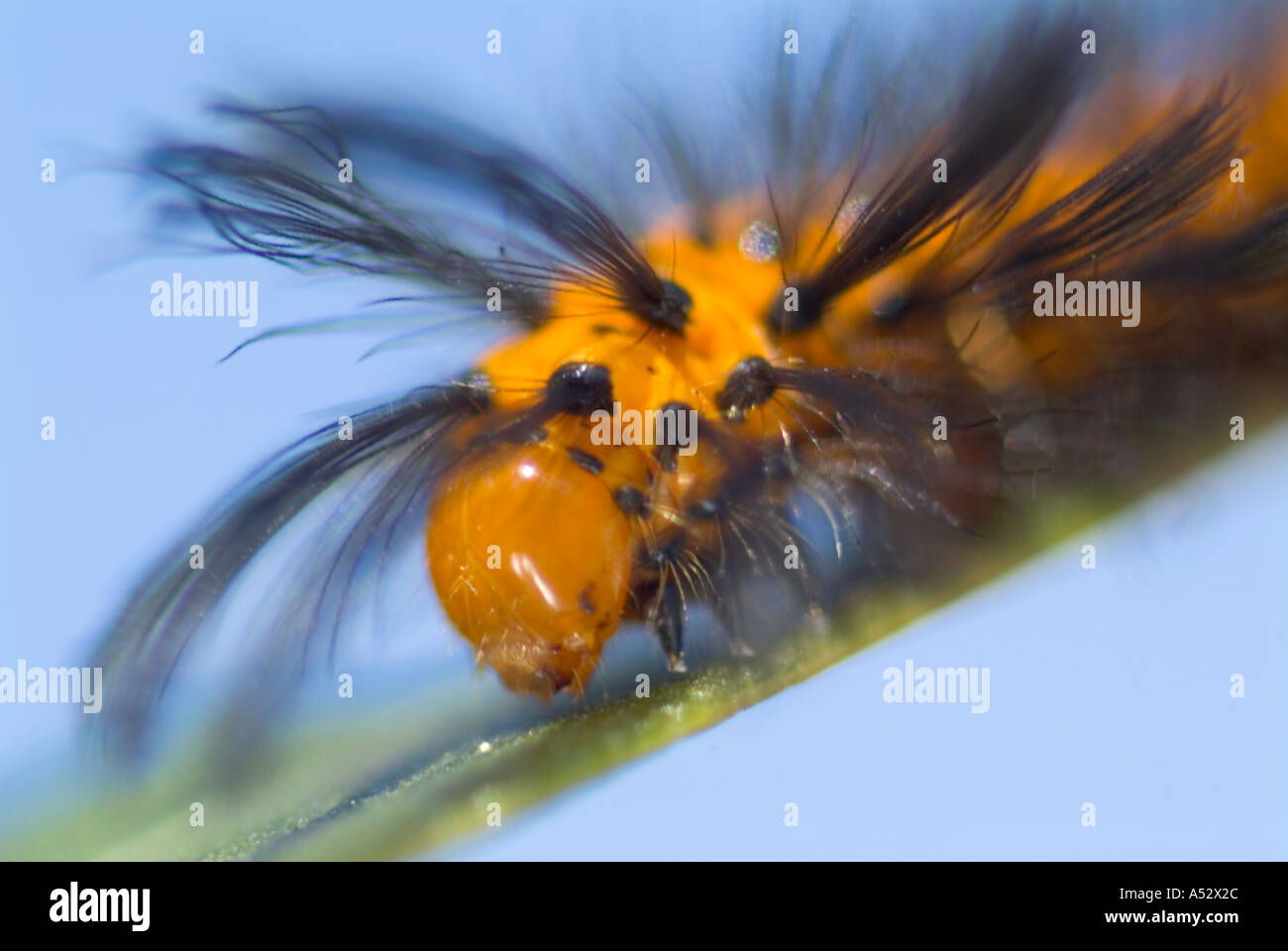 Oleander Moth caterpillars Syntomeida epilais on Oleander garden pests ...