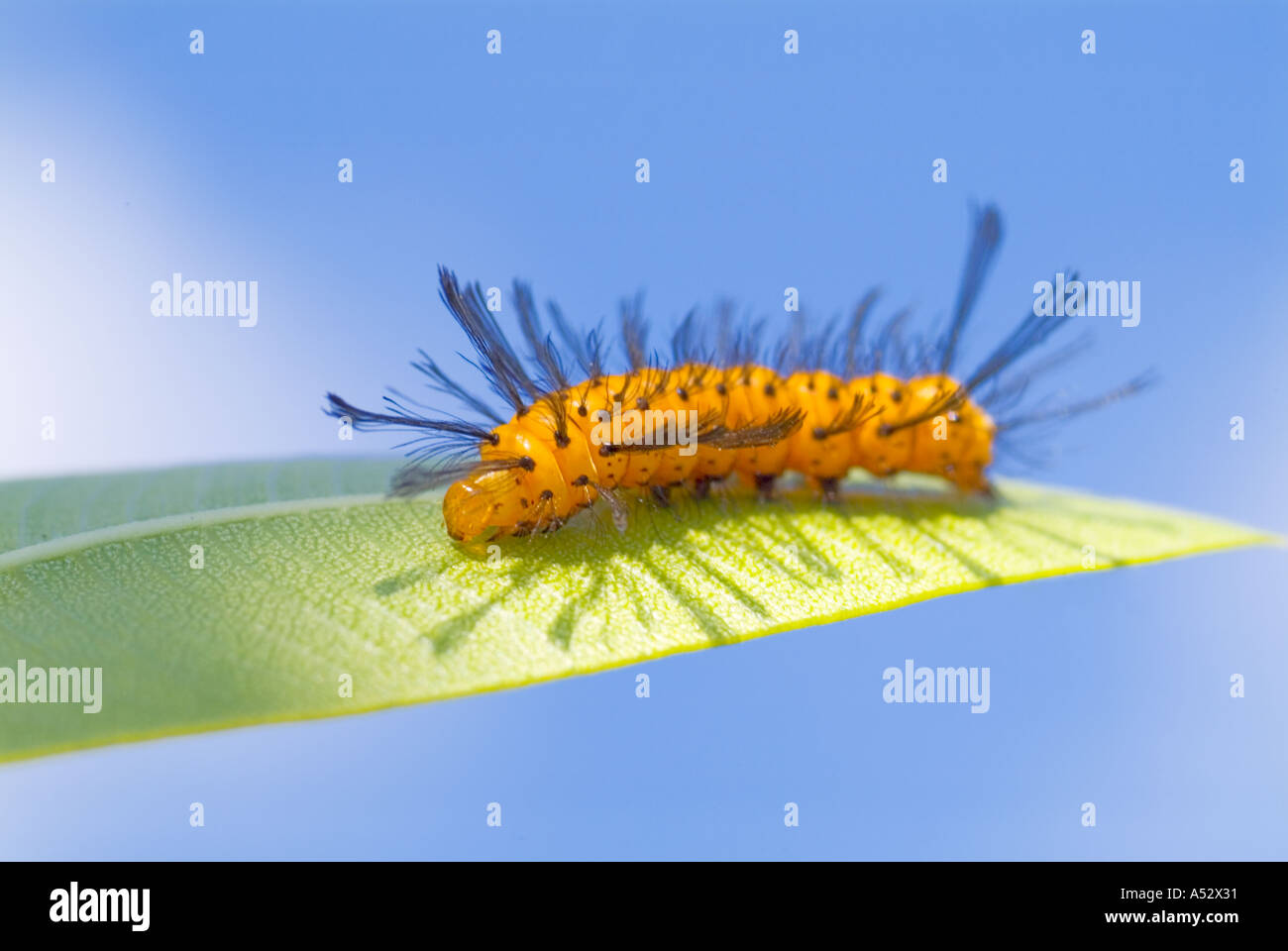 Oleander Moth caterpillars Syntomeida epilais on Oleander garden pests ...