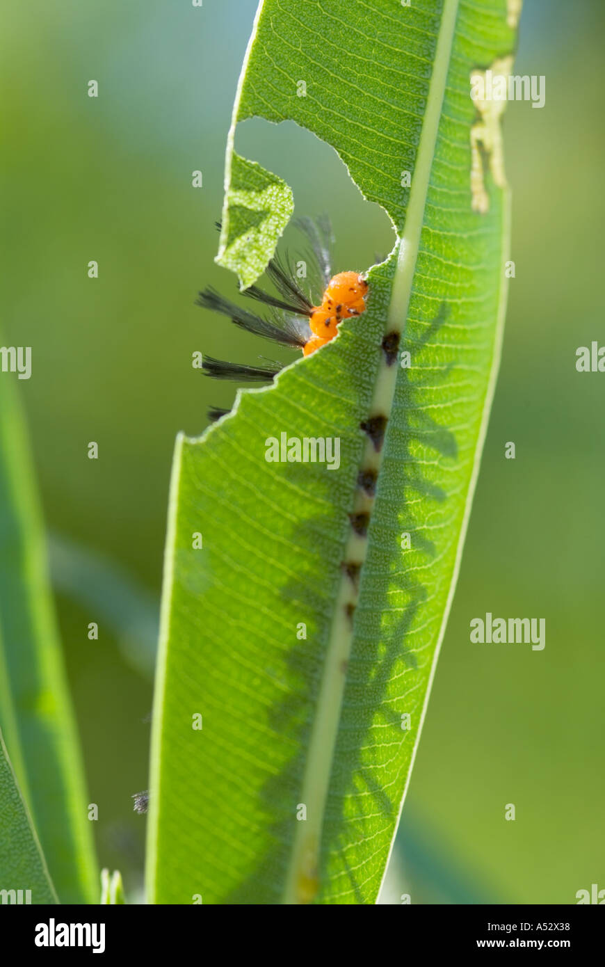 Oleander Moth caterpillars Syntomeida epilais on Oleander garden pests ...