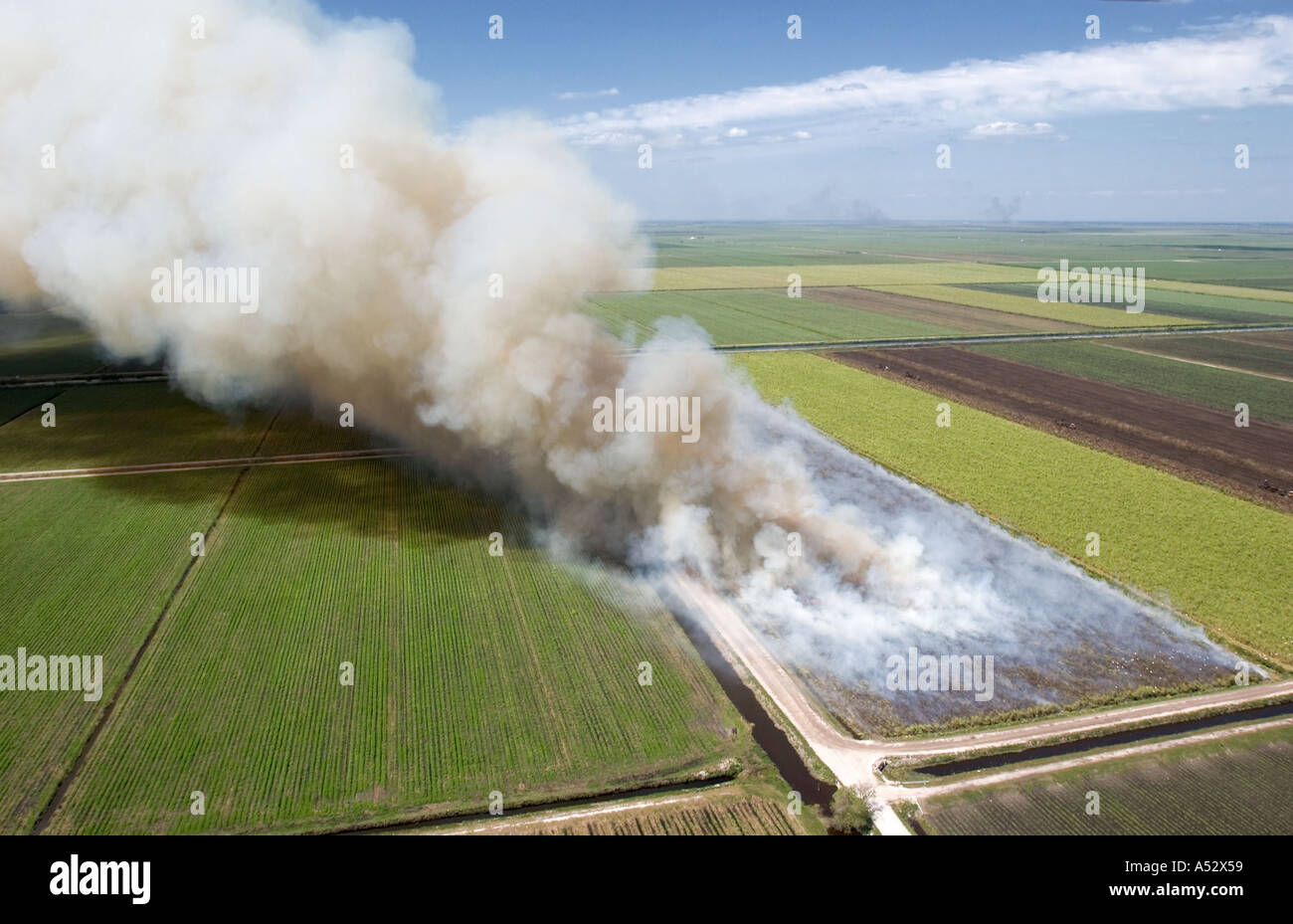 burning sugarcane field farming agriculture smoke fire sugar cane Stock ...