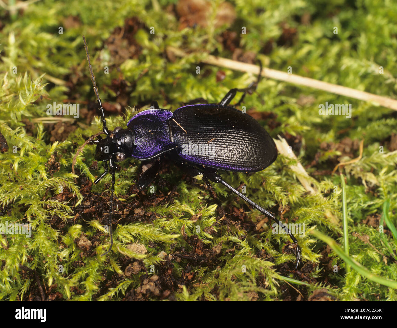 Carabus Stock Photos & Carabus Stock Images - Alamy