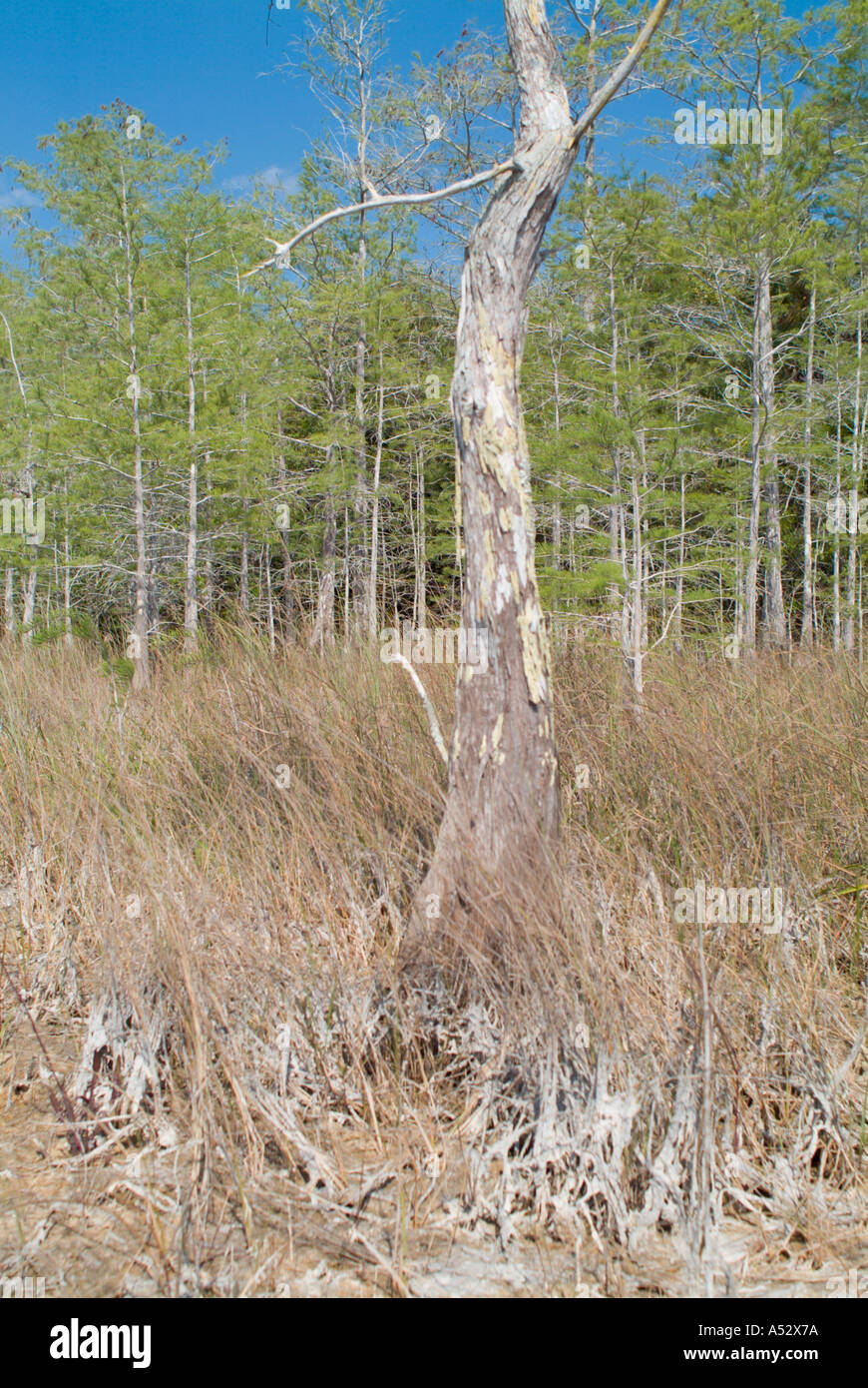 Fl dwarf hi-res stock photography and images - Alamy