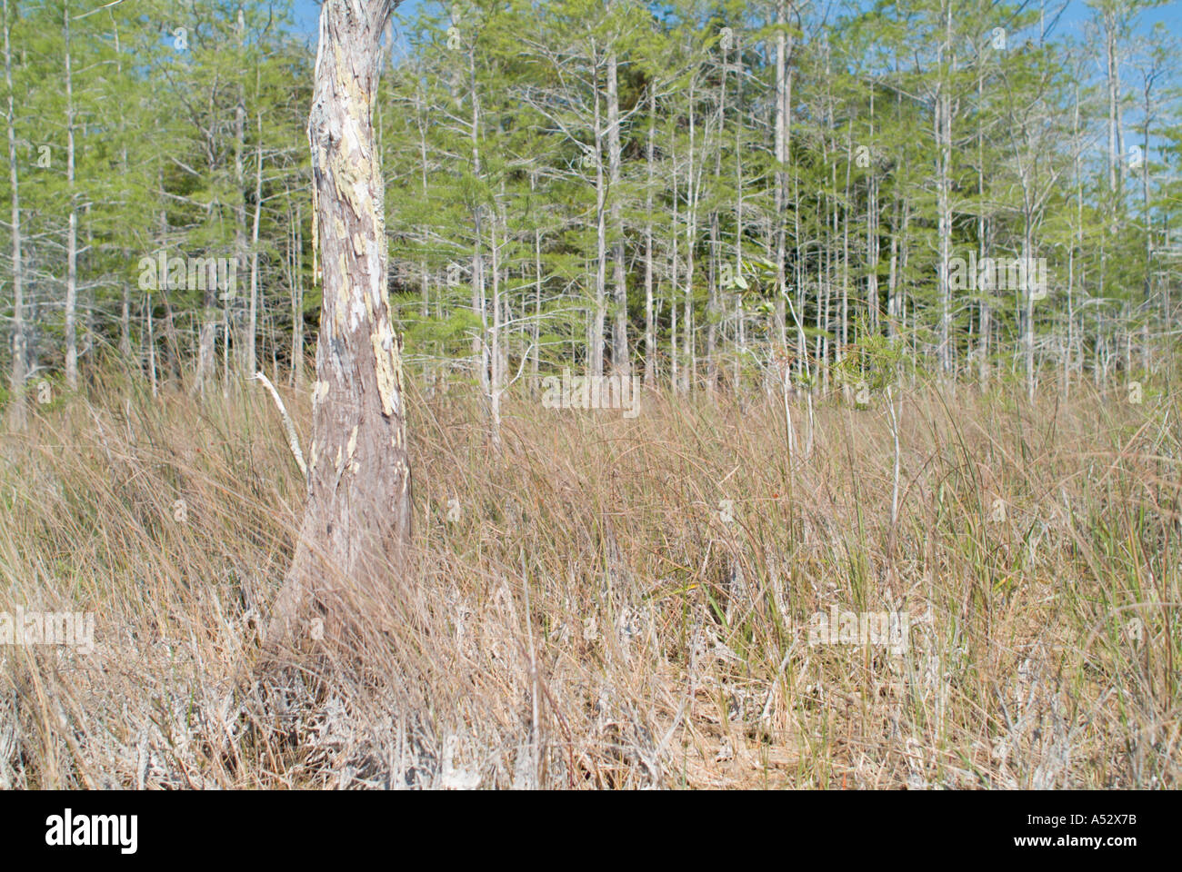 Cypress trees in everglades hi-res stock photography and images - Alamy