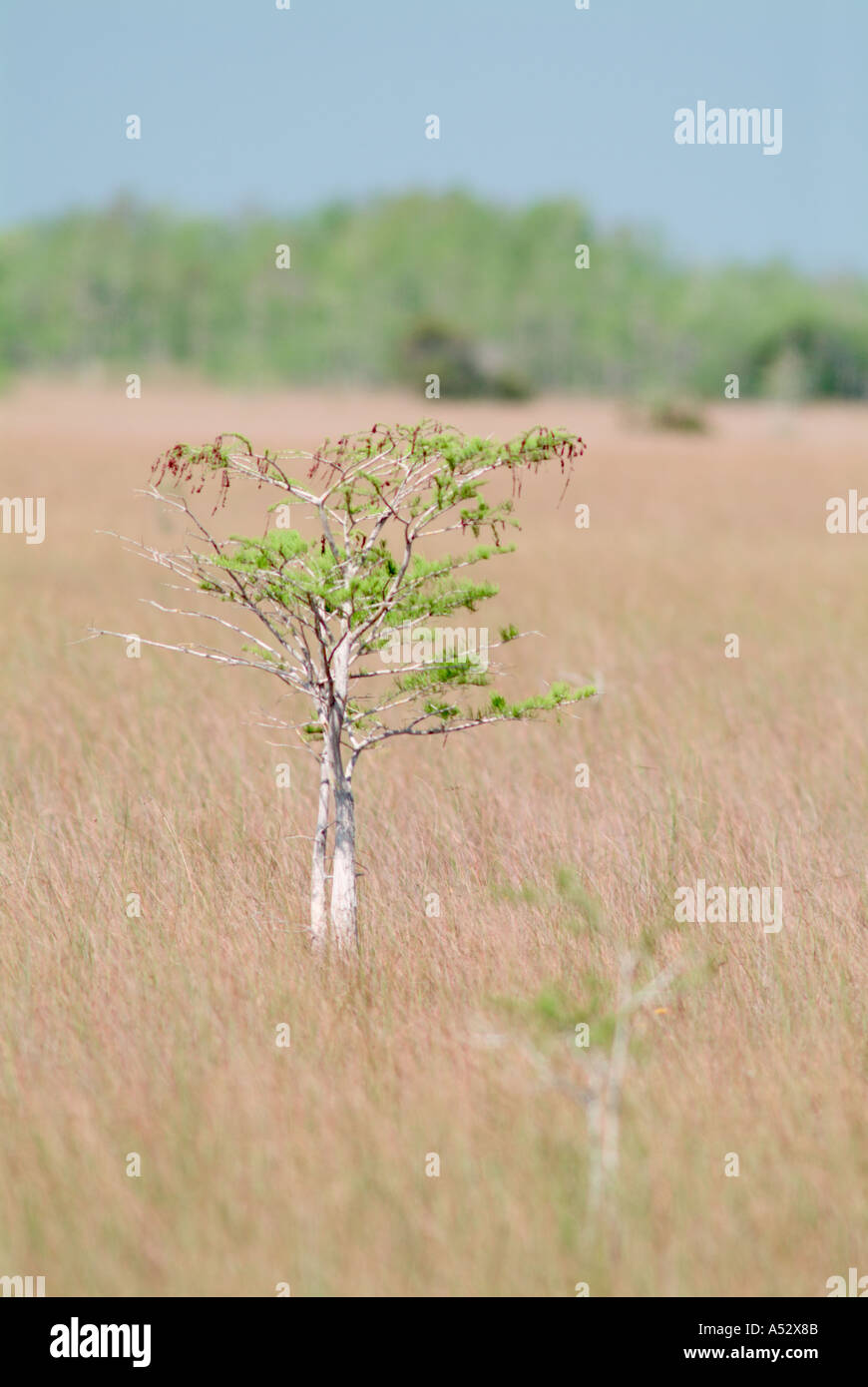 Enp everglades national park hi-res stock photography and images - Alamy