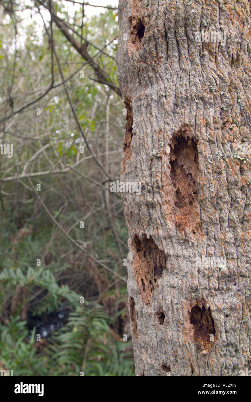 woodpecker damaged palm tree Stock Photo - Alamy