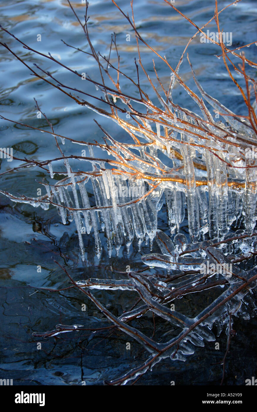 Formation ice on branch hi-res stock photography and images - Alamy
