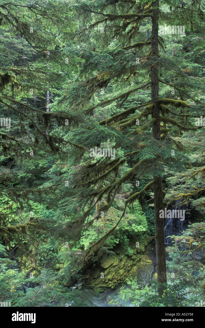 Canada British Columbia Lush coastal rainforest along Thorsen Creek ...