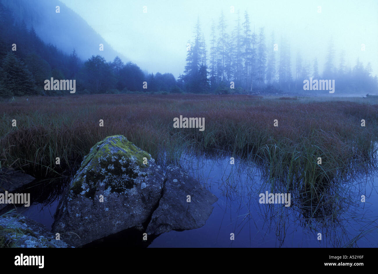 Canada British Columbia Lush rainforest vegetation in mist at Diana ...