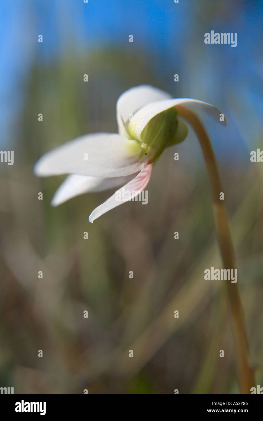 Viola lanceolata hi-res stock photography and images - Alamy