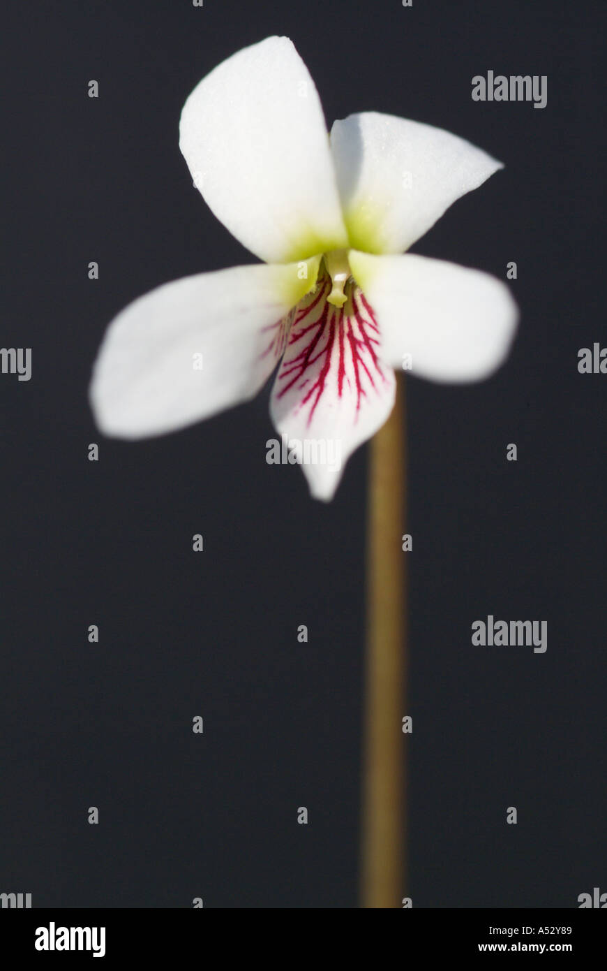 Viola lanceolata hi-res stock photography and images - Alamy