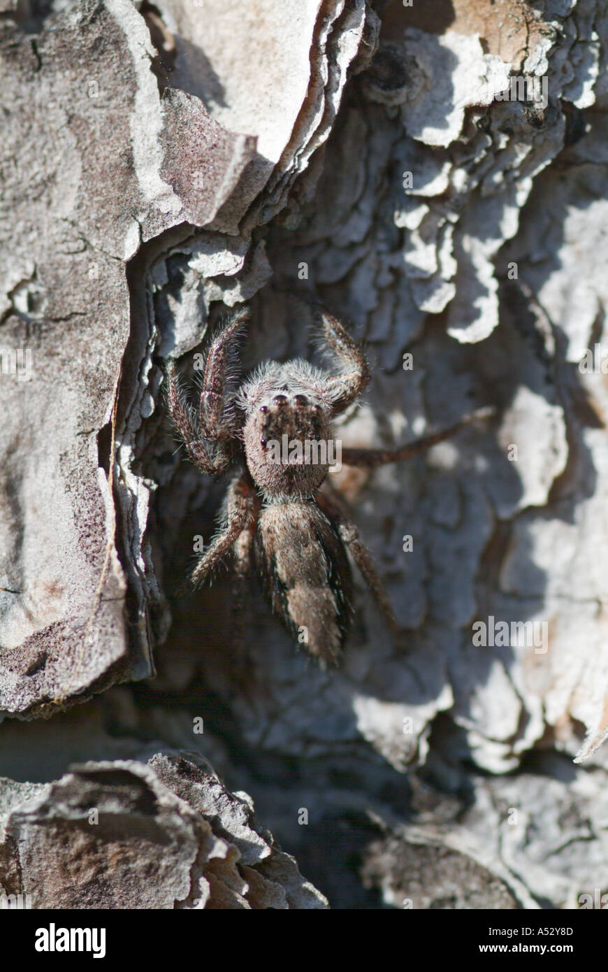 jumping spider spiders bugs insects camouflage blending in natural ...