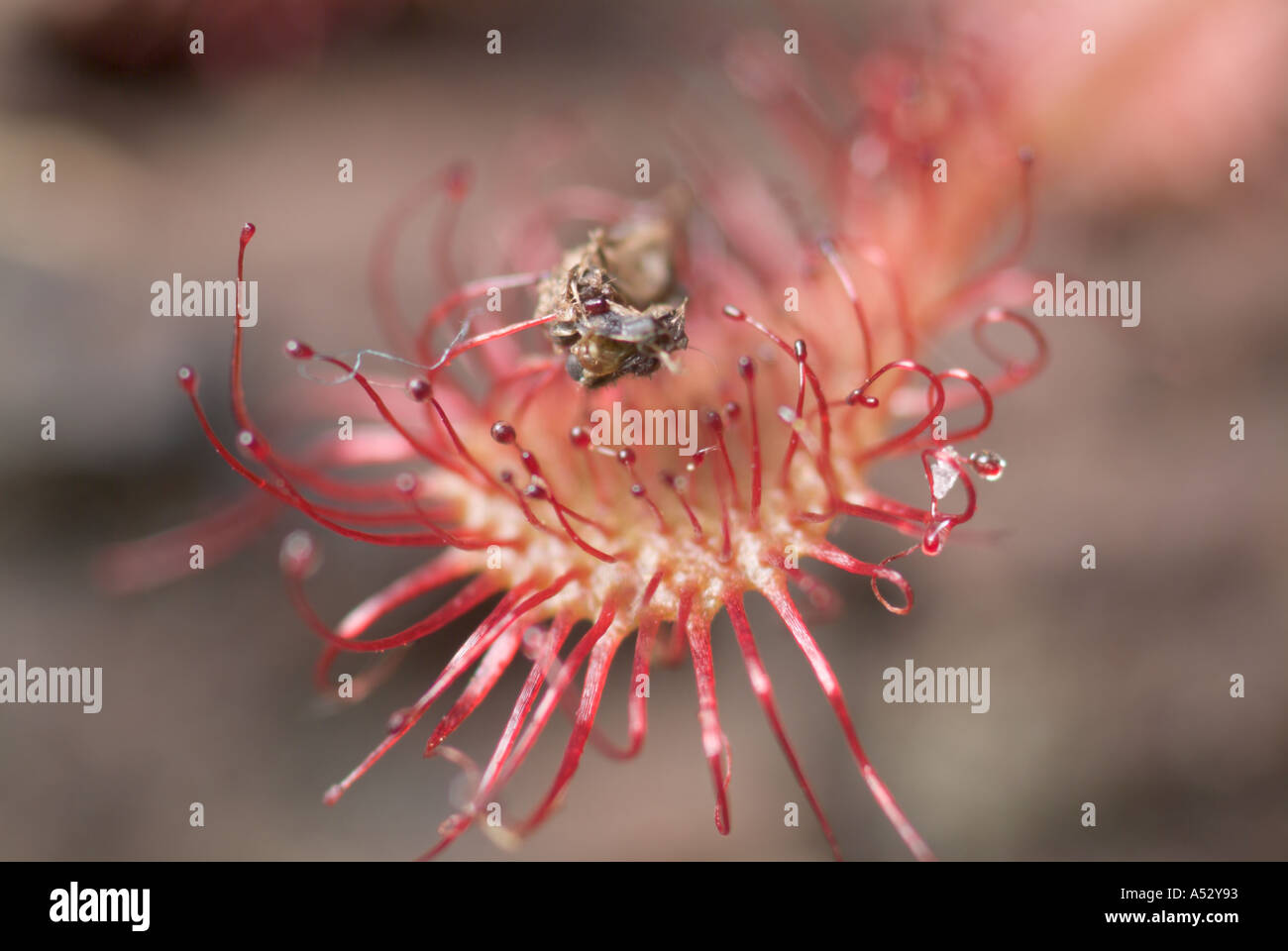 sundew Drosera spp with captured insect carnivorous plant Stock Photo ...