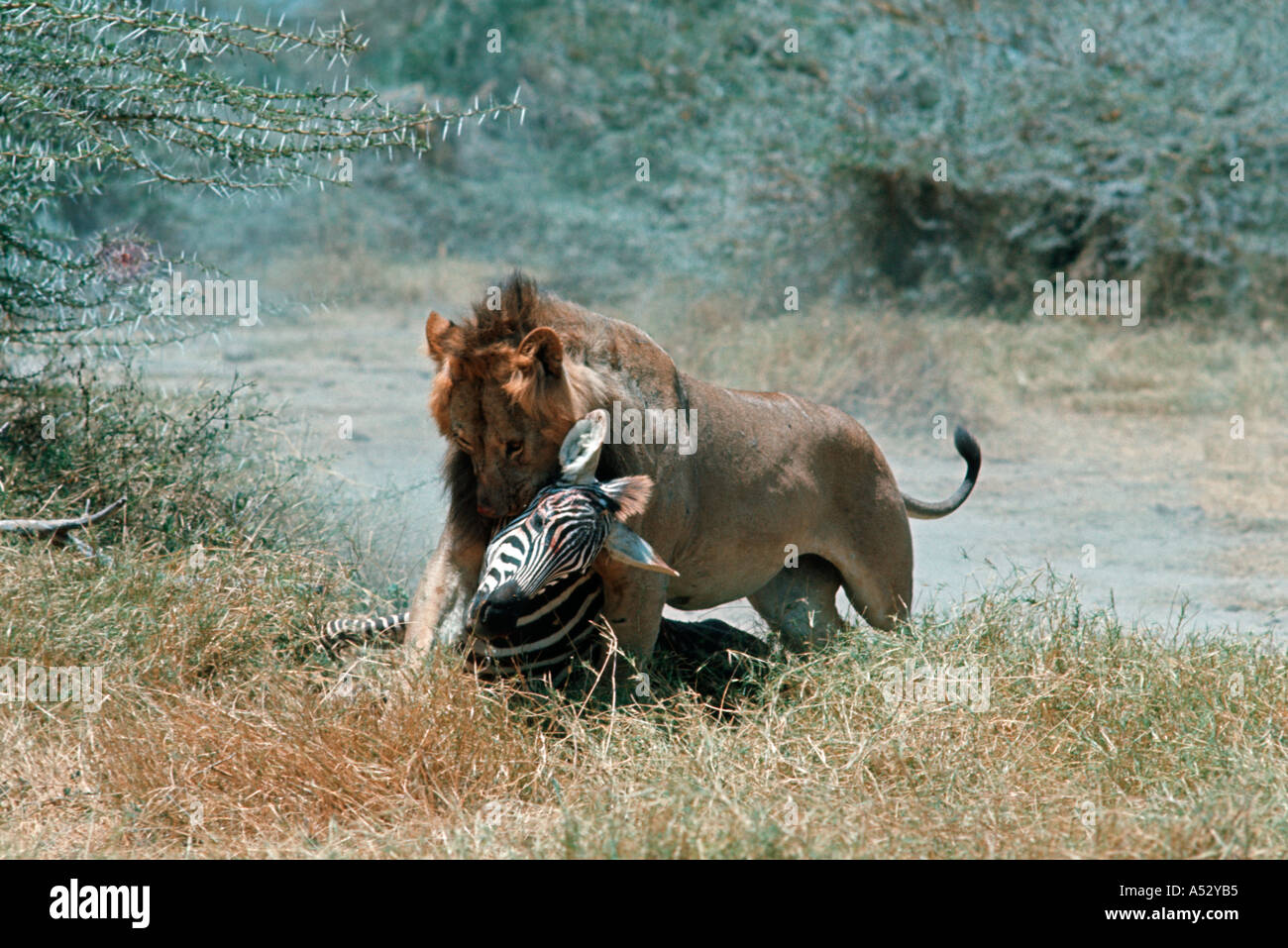 African lion dragging zebra kill Panthera leo Amboseli Game Reserve ...