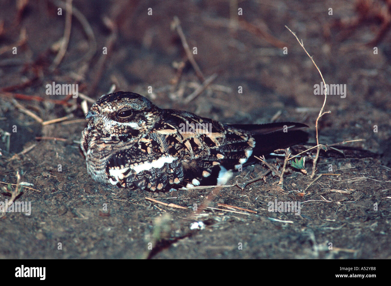 Mozambique nightjar hi-res stock photography and images - Alamy