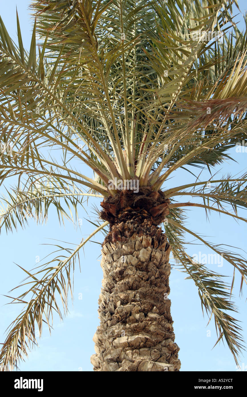 Kuwait arab middleeast hi-res stock photography and images - Alamy