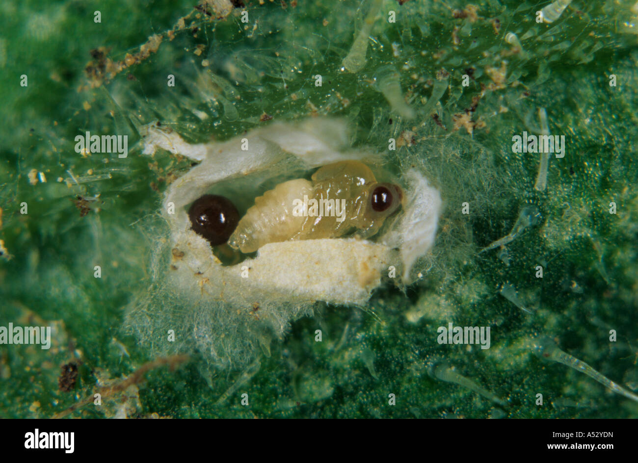 Hyperparasite Aphanogmus spp parasitising Feltiella acarisuga an aphid ...