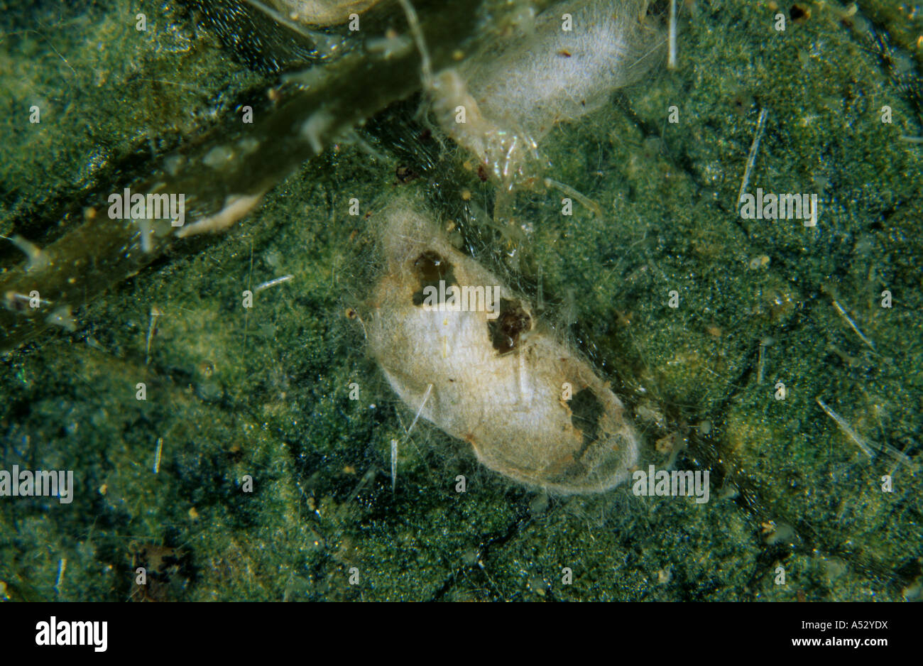 Parasitised aphid hi-res stock photography and images - Alamy