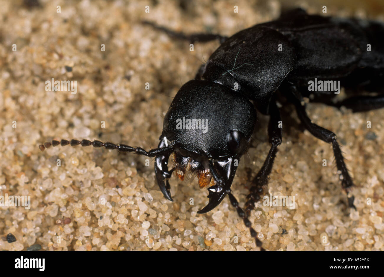 Staphylinus hi-res stock photography and images - Alamy