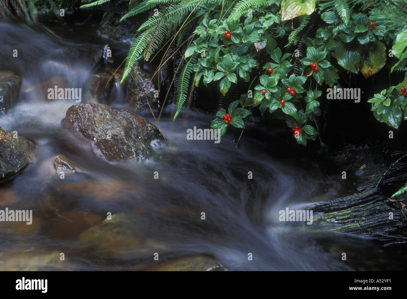 Canada British Columbia Port Hardy Small stream flows near Bear Cove on ...
