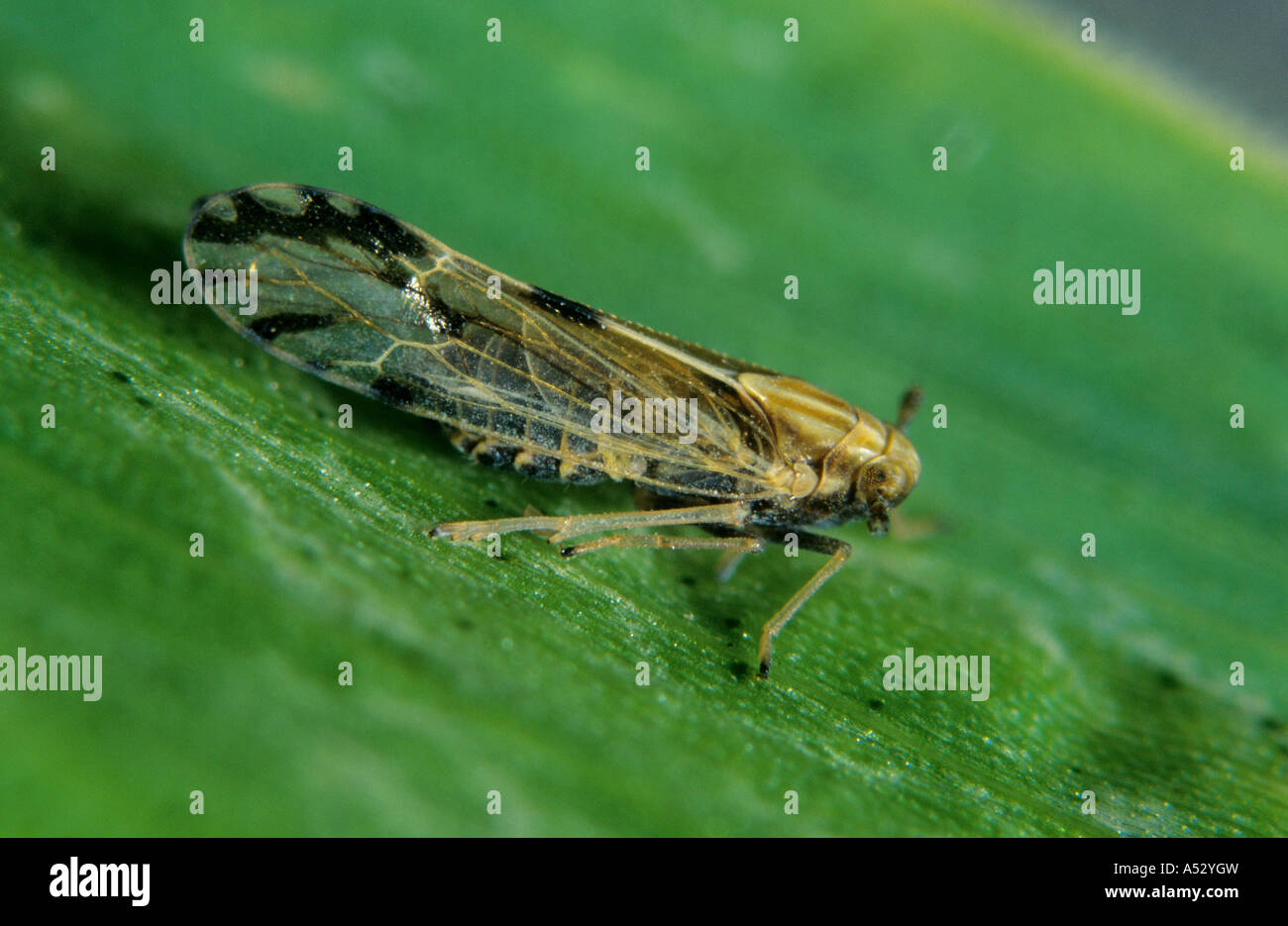Peregrinus maidis hi-res stock photography and images - Alamy