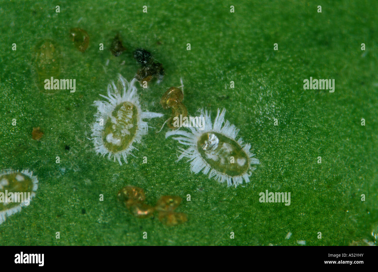 Citrus whitefly Aleurothrixus floccosus scales or larvae on an orange ...