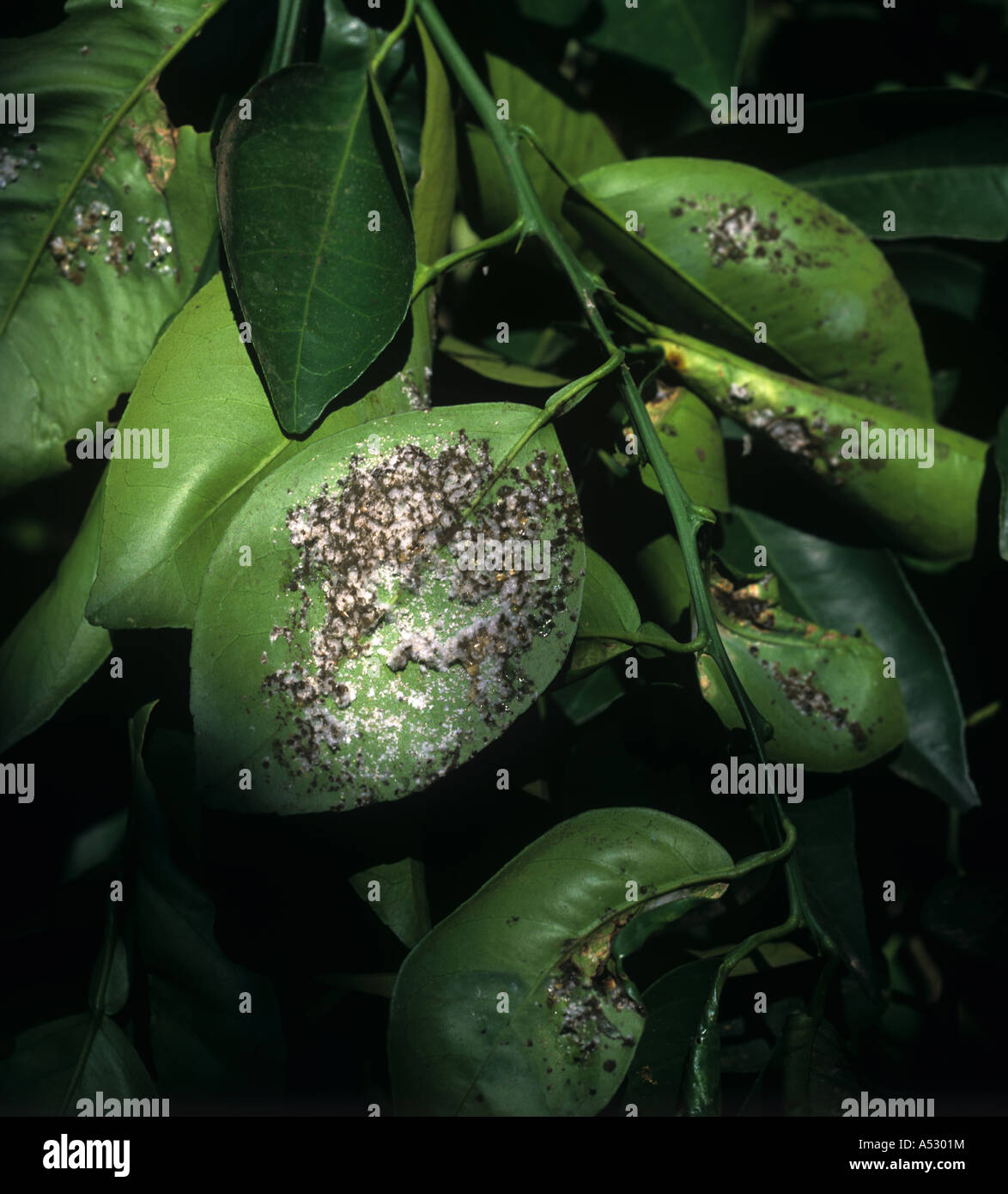 Lower leaf surface has scales hi-res stock photography and images - Alamy