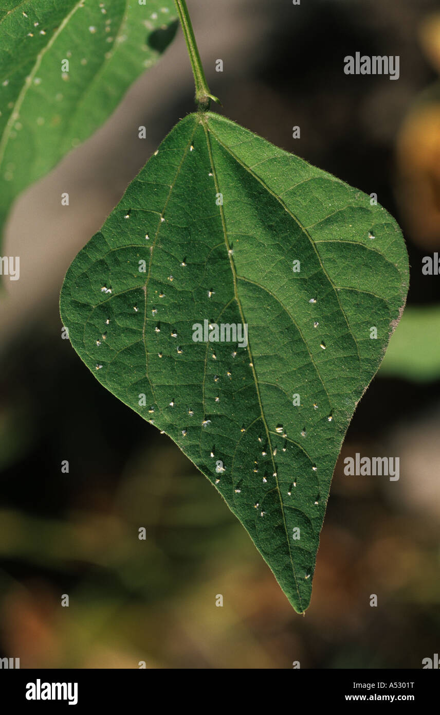 Cotton whitefly Bemisia tabaci infestation on a green bean in a ...