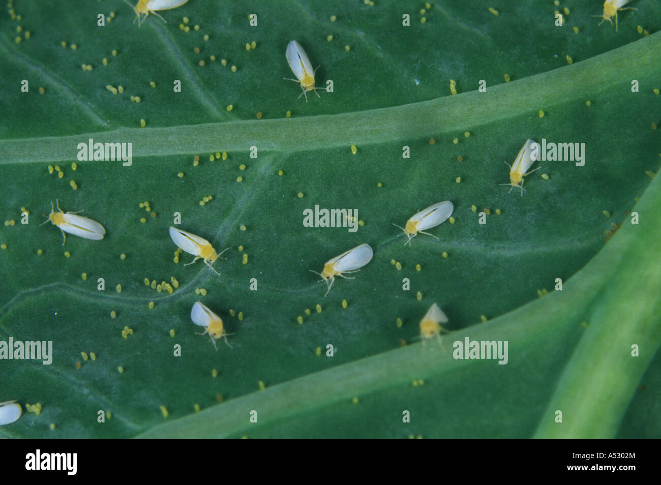 Cotton whitefly Bemisia tabaci infestation of adults with individual ...
