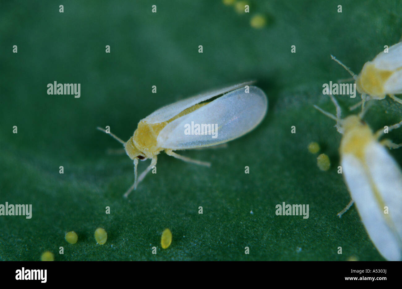 Sweet Potato Whitefly
