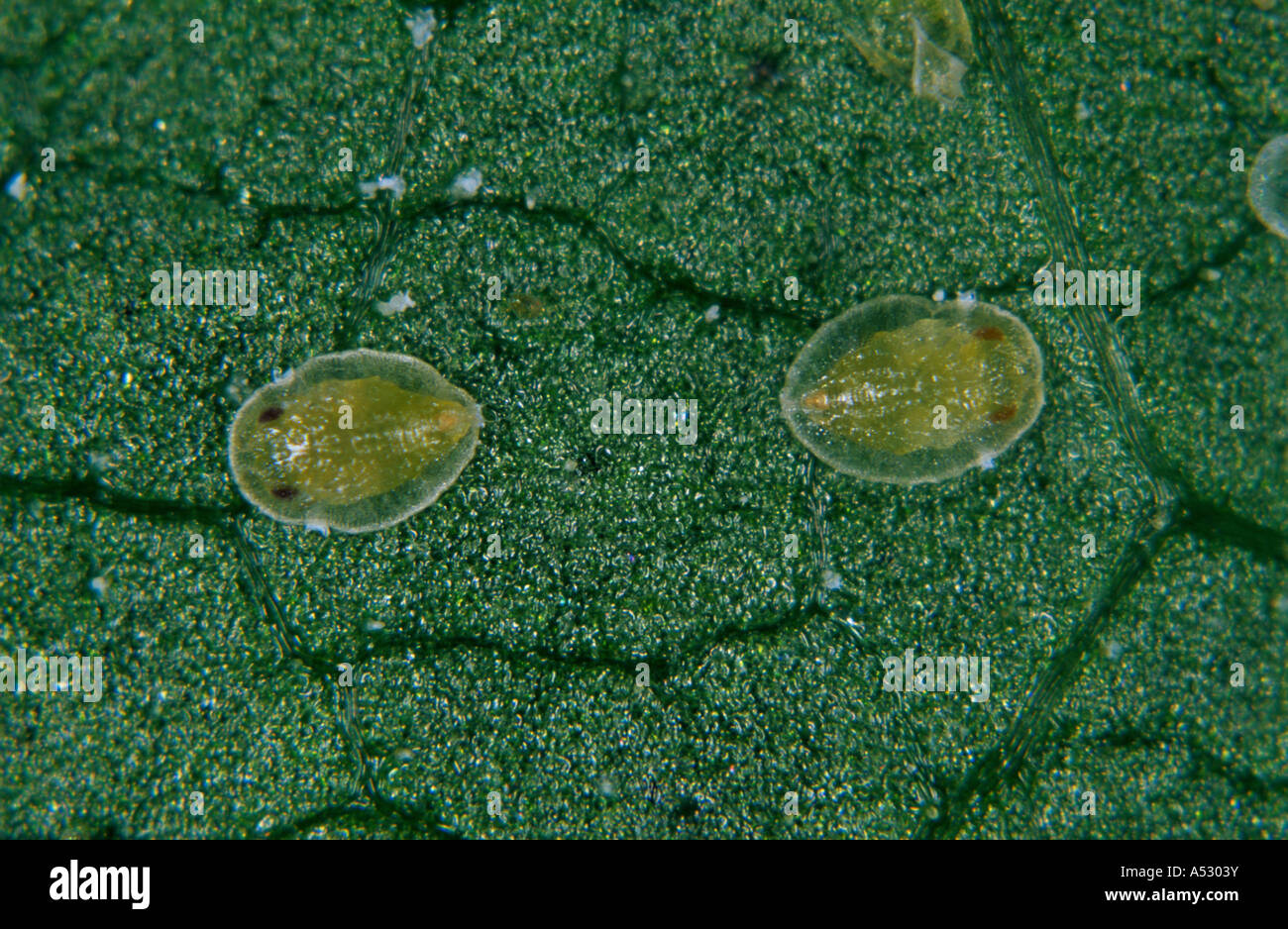 Cotton whitefly Bemisia tabaci pupae on a leaf Stock Photo - Alamy