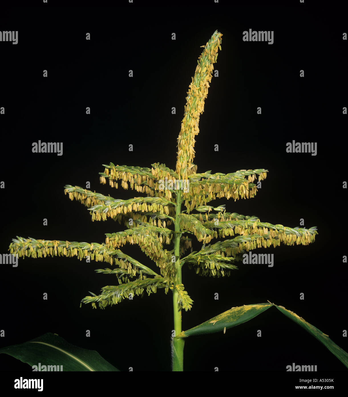 Maize or sweetcorn Zea mays male tassel or inflorescence Stock Photo ...