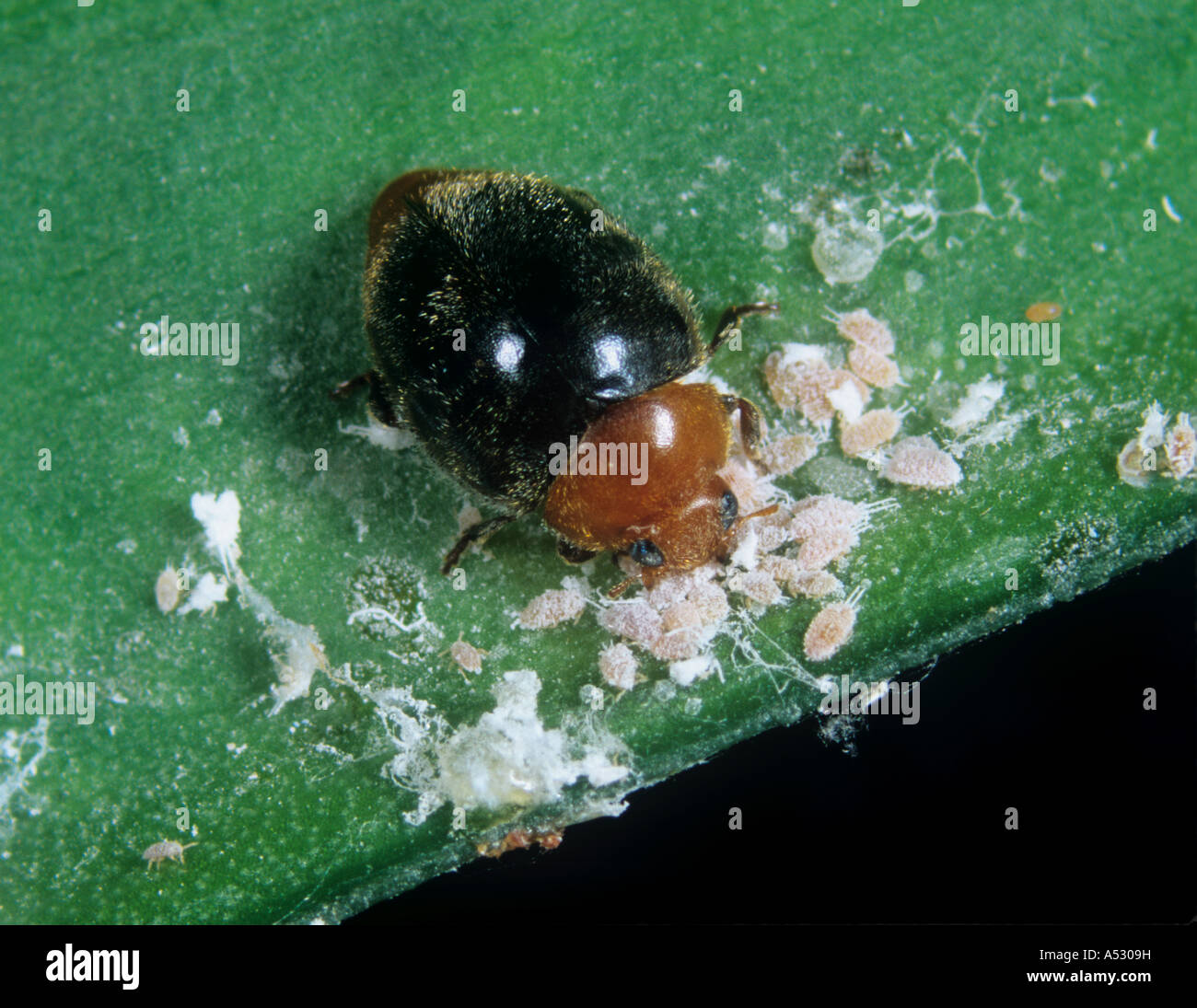 Planococcus Citri (citrus Mealybug) CABI Compendium, 44% OFF