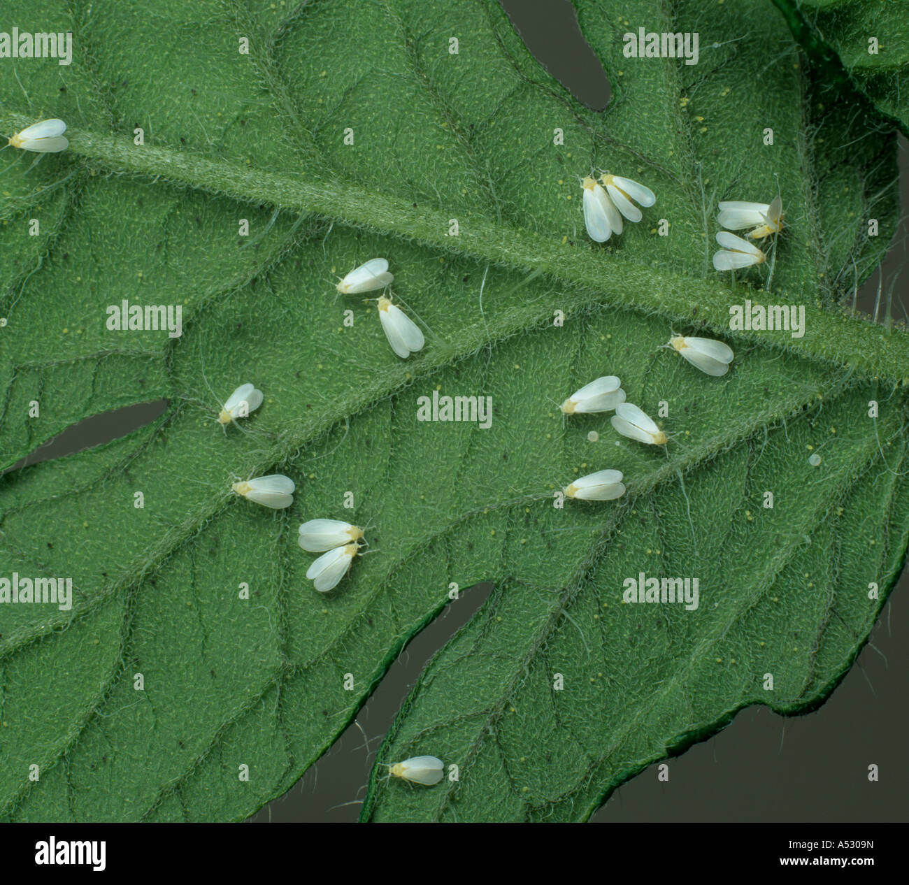 Trialeurodes vaporariorum on hi-res stock photography and images - Alamy