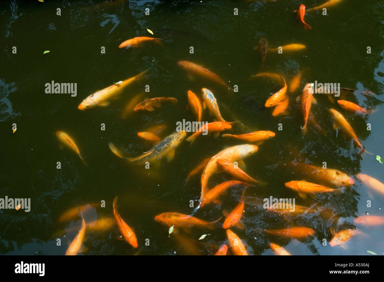 Coi carp hi-res stock photography and images - Alamy