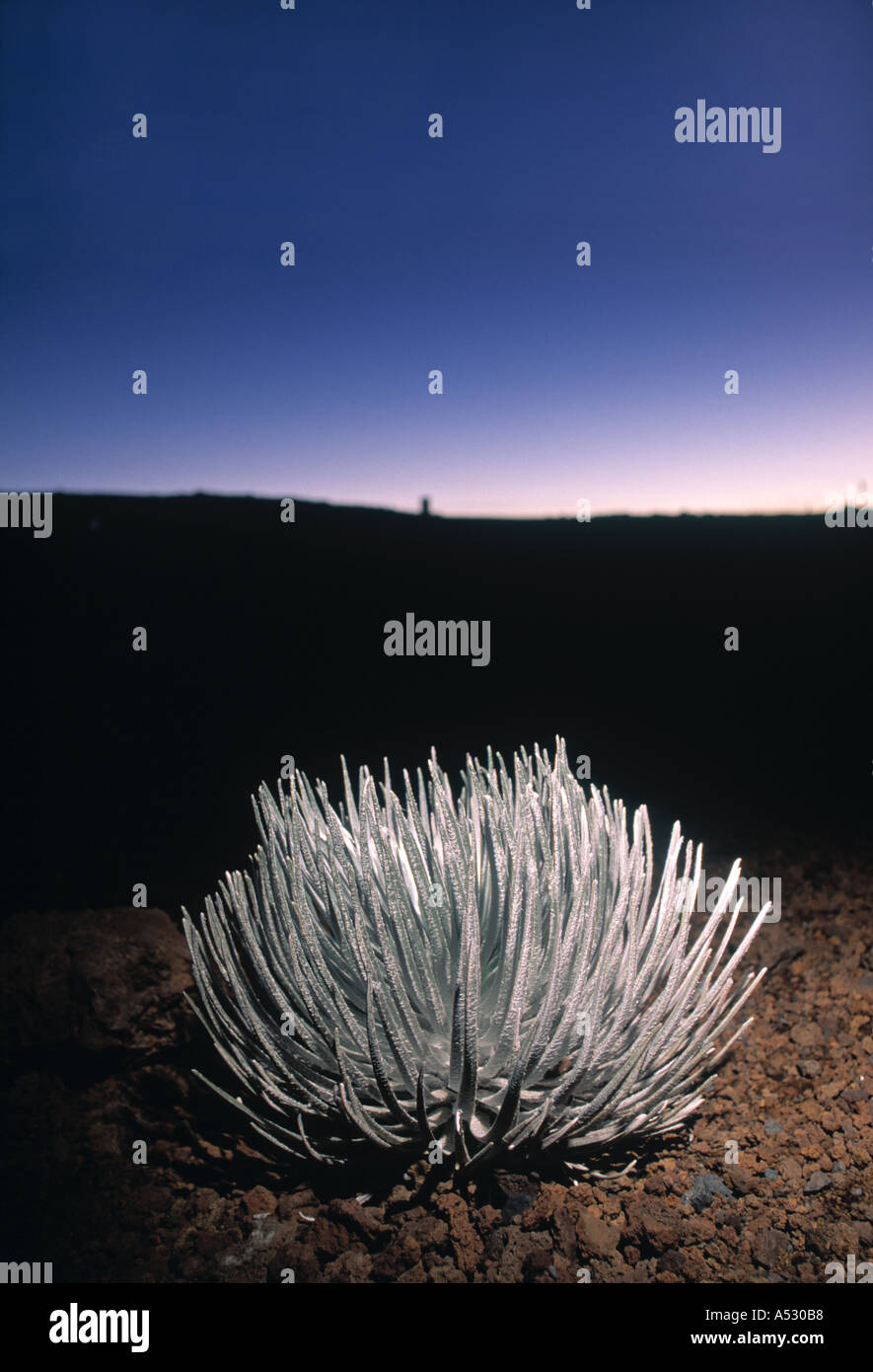 Silversword plant, Haleakala, Hawaii, USA Stock Photo - Alamy