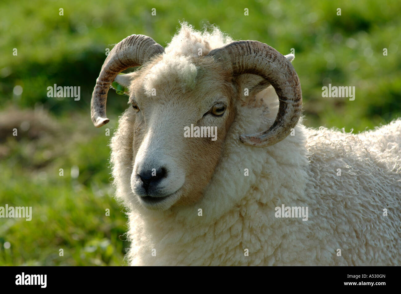 Head of a Portland ewe Devon Stock Photo - Alamy